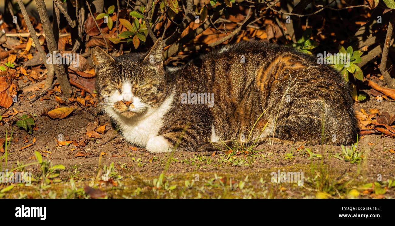 A turtle cat, with a white chest, lays in the ground in a park, and ...
