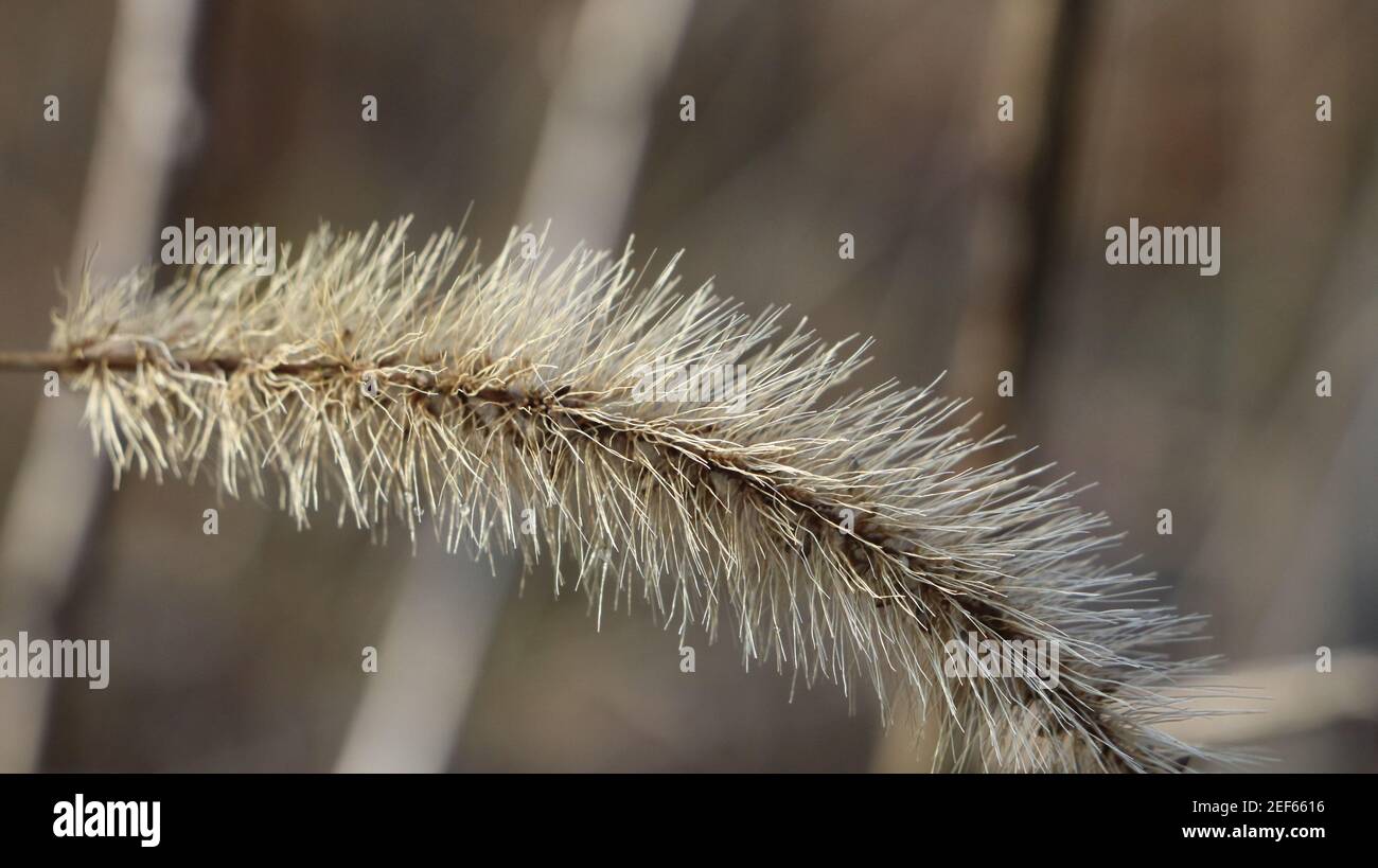 dried foxtail weed up close Stock Photo - Alamy