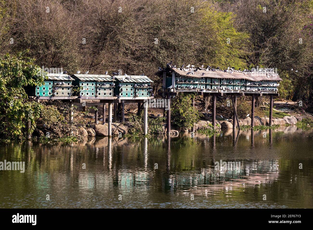 home of the doves Stock Photo - Alamy