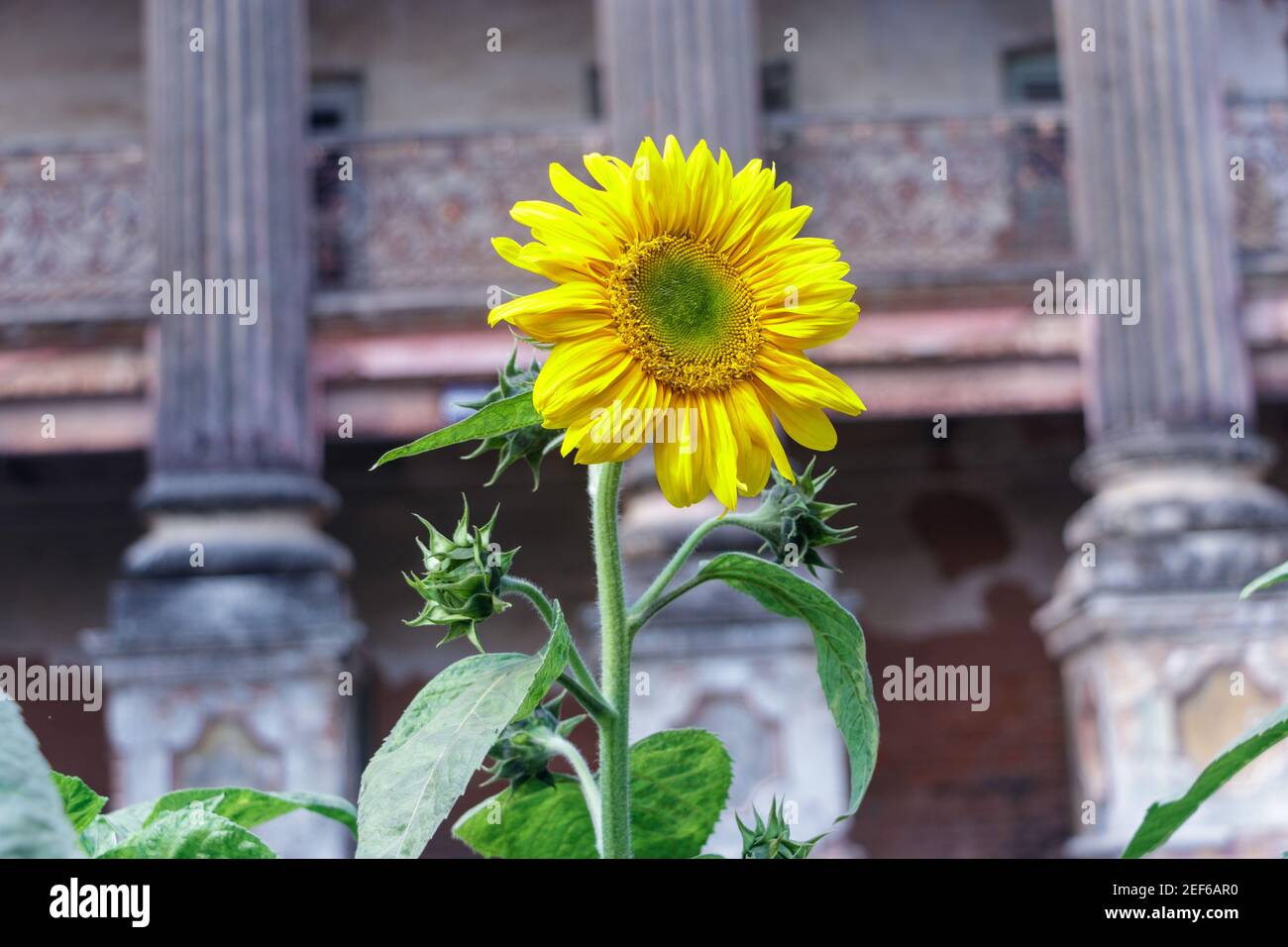 Full Bloom Sunflower on tree Stock Photo - Alamy