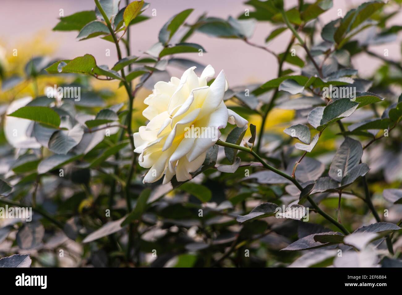 Full Bloomed White Rose captured from garden Stock Photo - Alamy