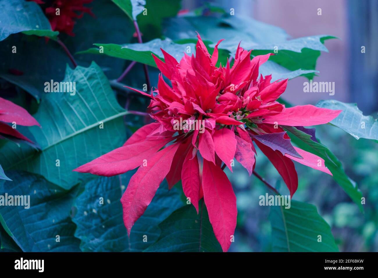 Beauty full bangladesh hi-res stock photography and images - Alamy