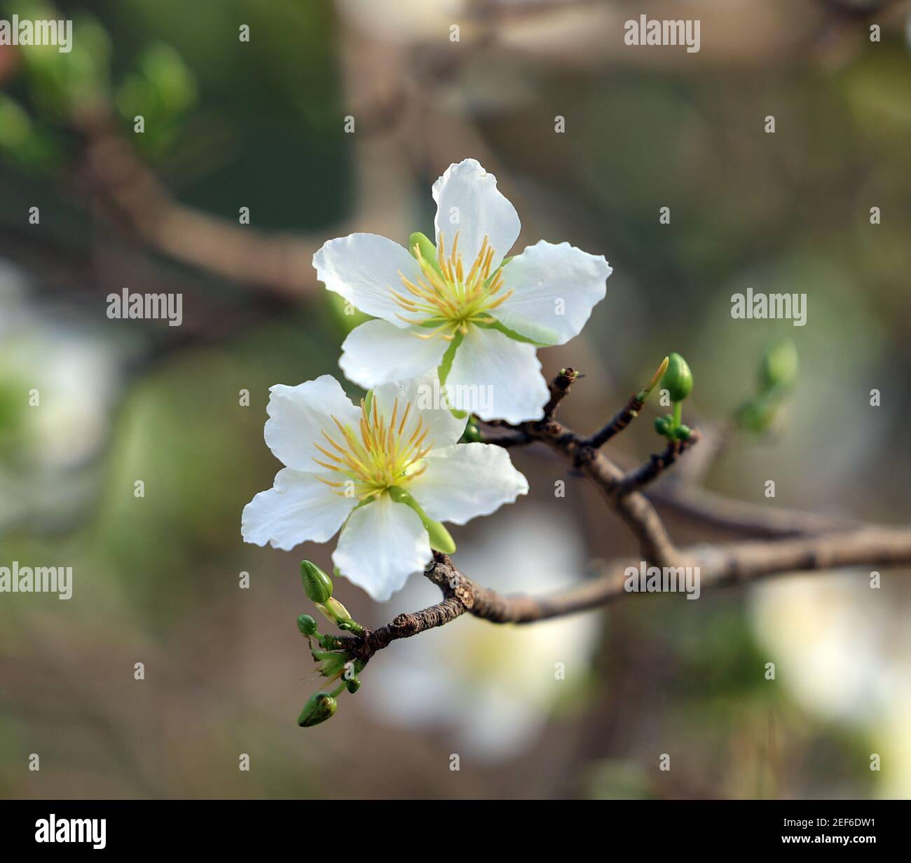 the scenery when spring comes Stock Photo - Alamy