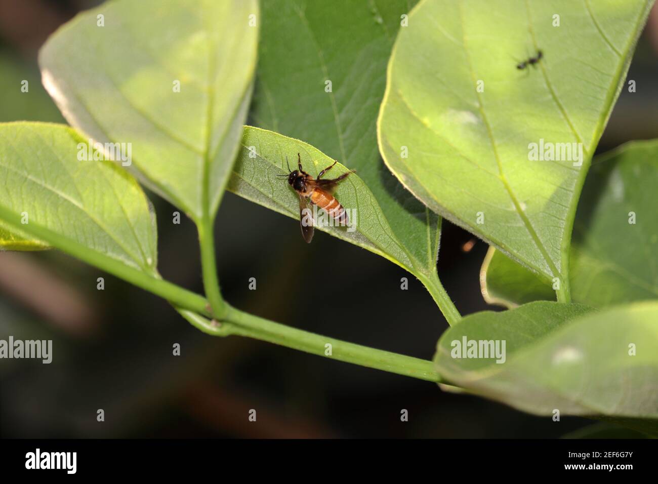 Bee farming india hi-res stock photography and images - Alamy