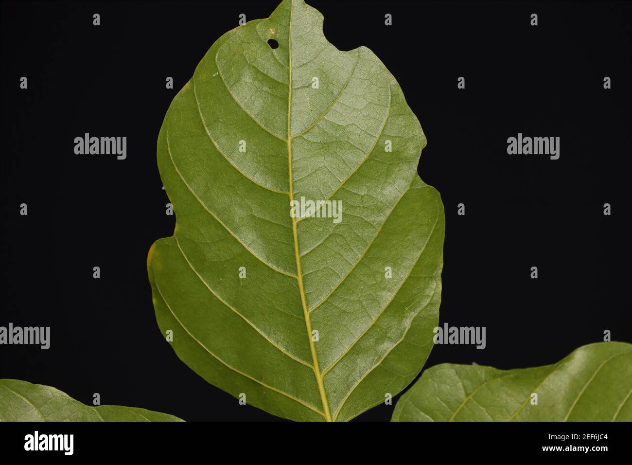 Green leaf pattern in black natural background, india- Asia Stock Photo ...
