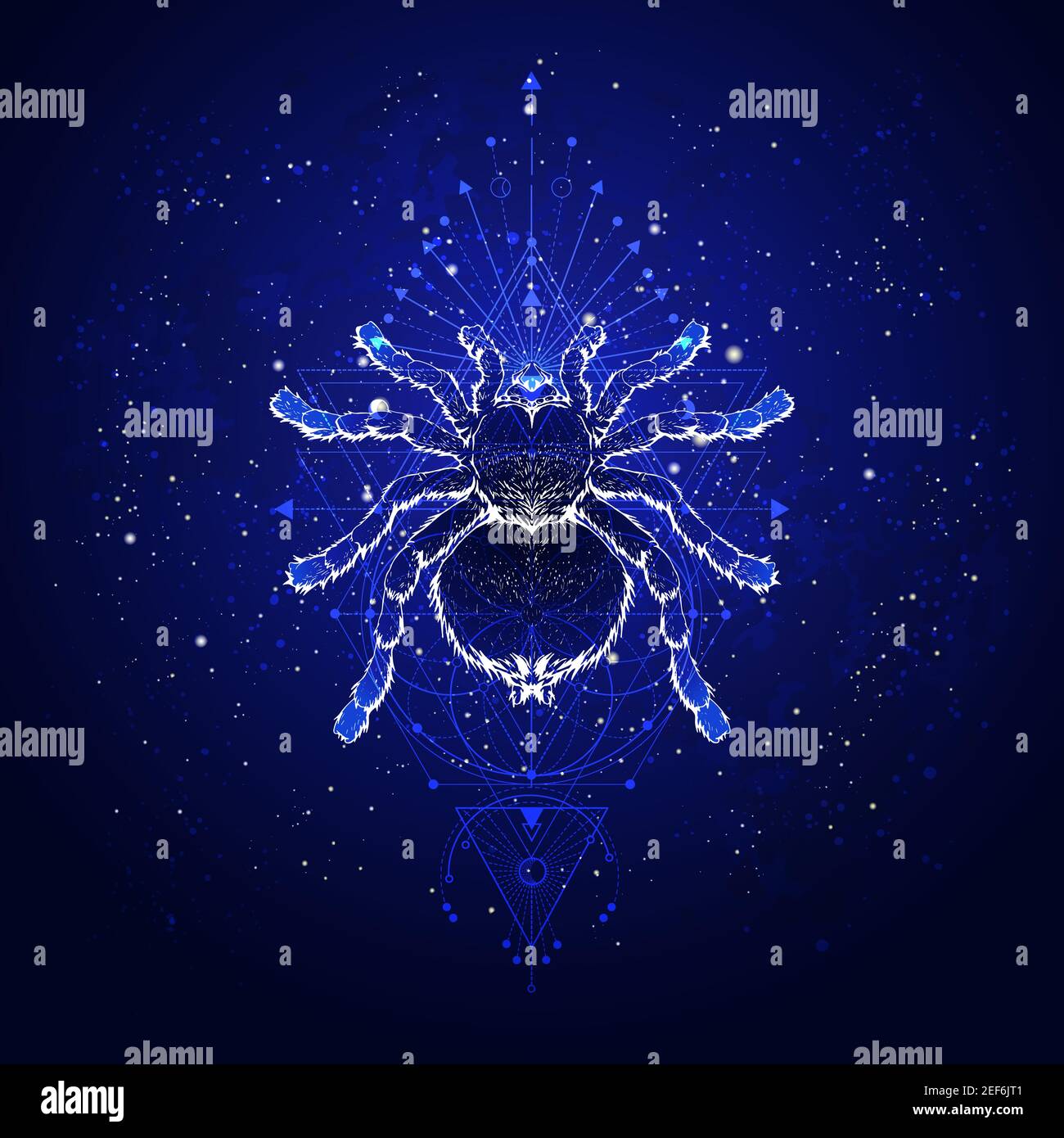 Tarantula vector vectors Stock Vector Images - Alamy