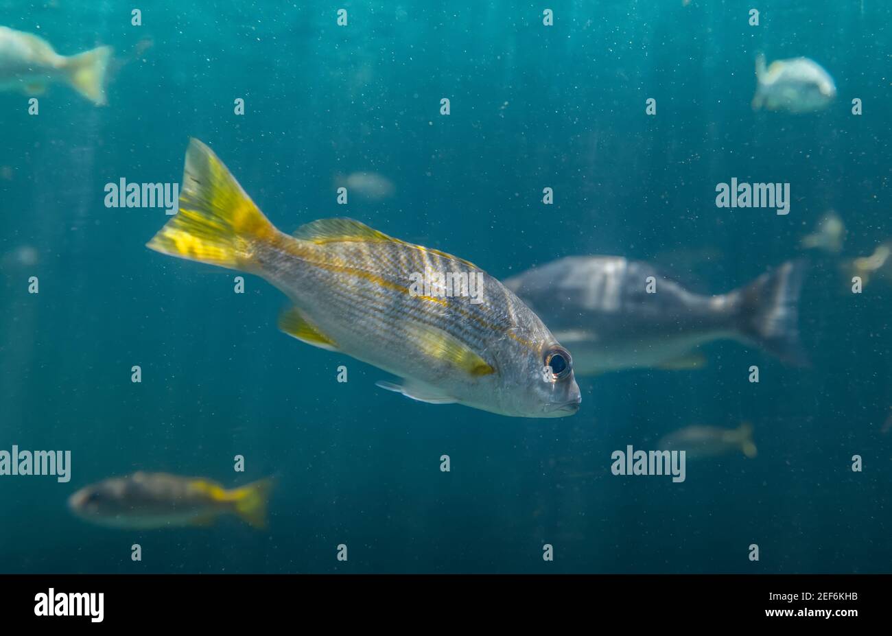 Small deep sea fish species hi-res stock photography and images - Alamy