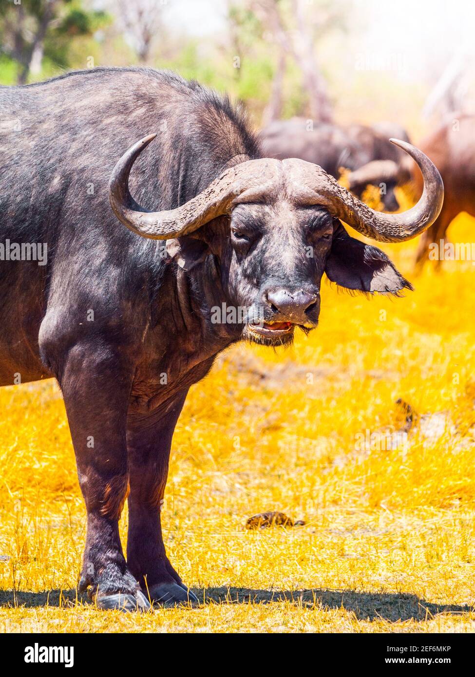 African buffalo in savanna Stock Photo - Alamy
