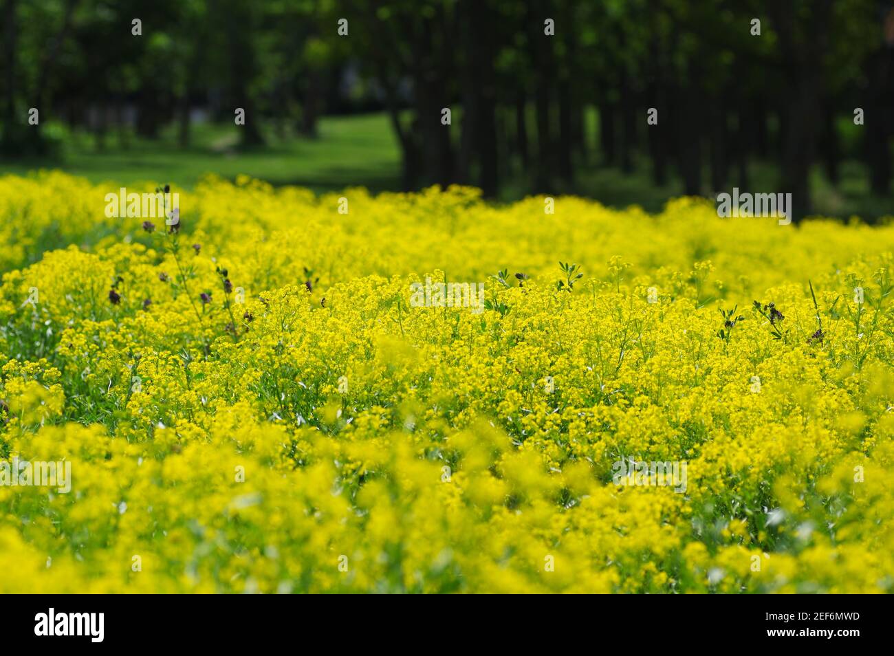 Lots of yellow flowers in the meadow Stock Photo - Alamy
