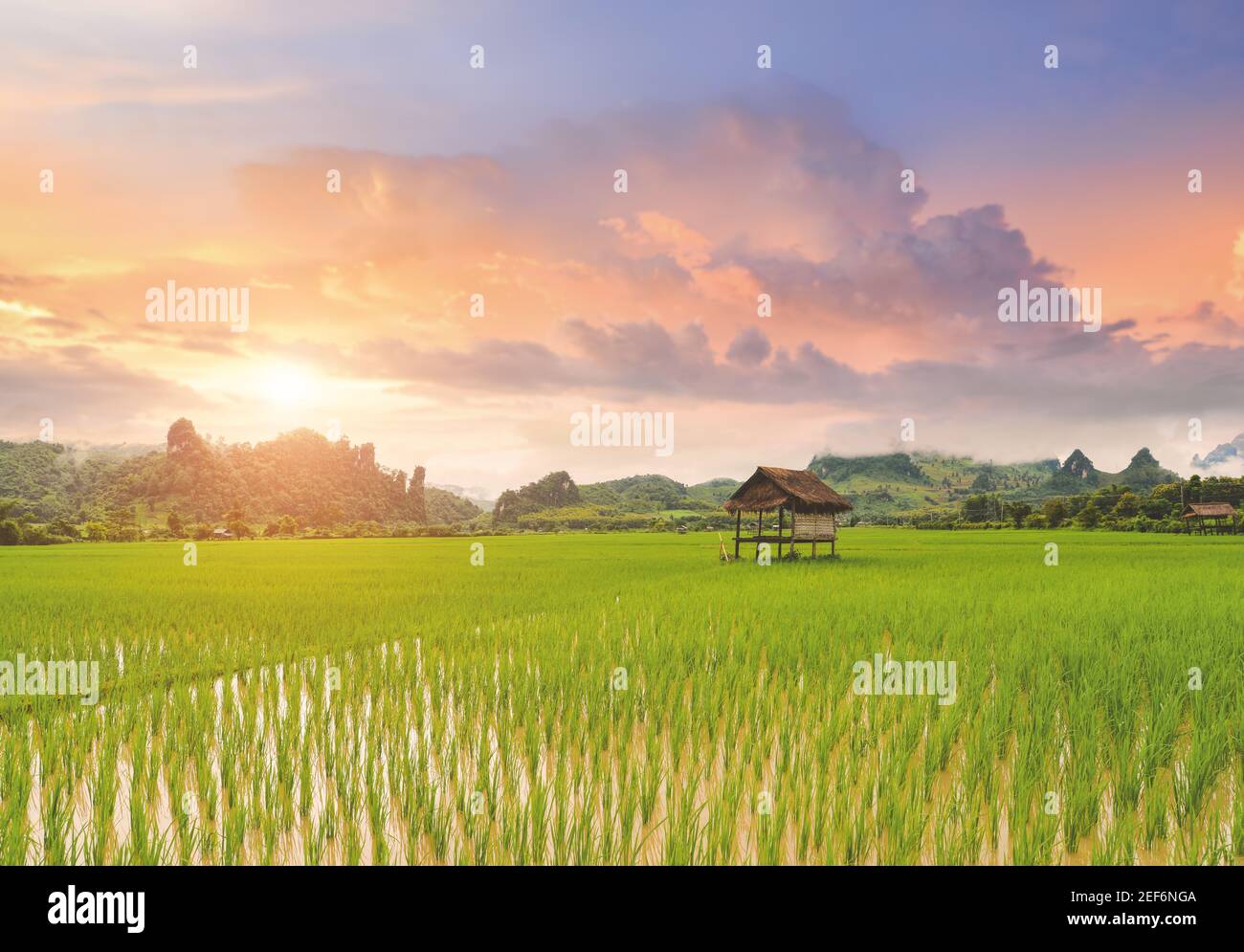 Rice paddy field lanscape with warm sky color sunrise lighting Stock ...