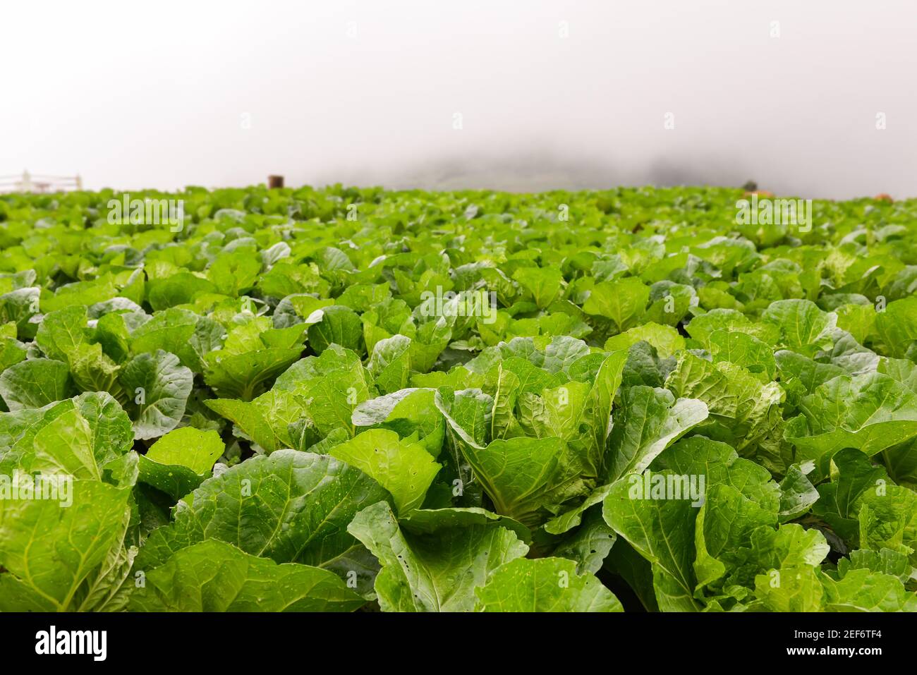 Chinese cabbage field on a hilltop in the fog Stock Photo - Alamy