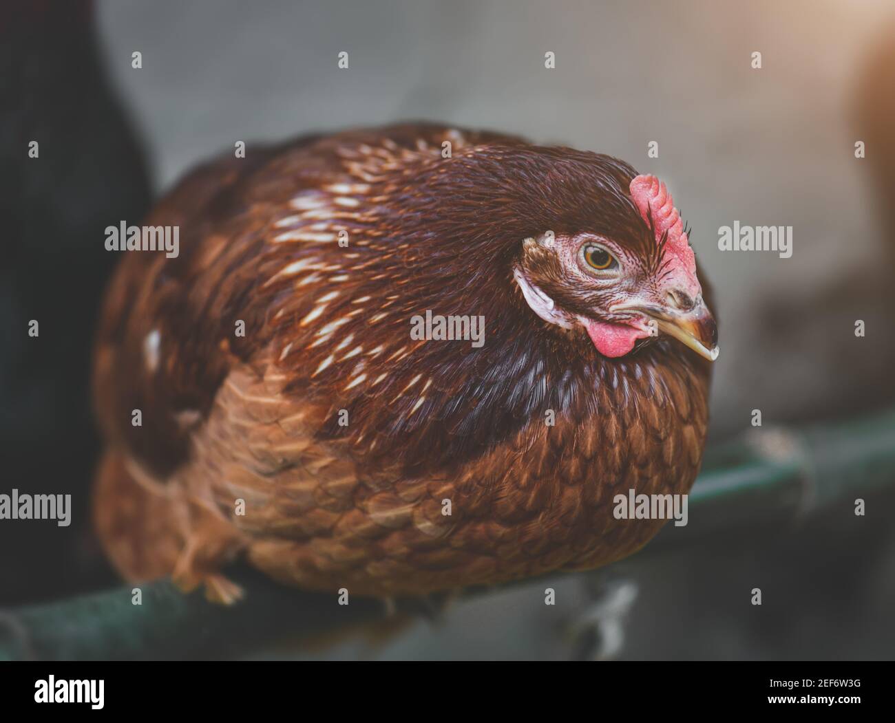 The Rhode island red chicken portrait with indoor low lighting Stock ...