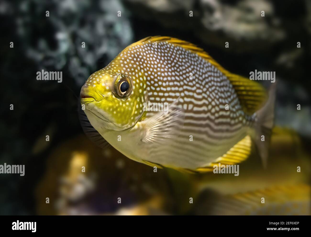 Live Java rabbitfish swimming in the aquarium tank with low lighting ...