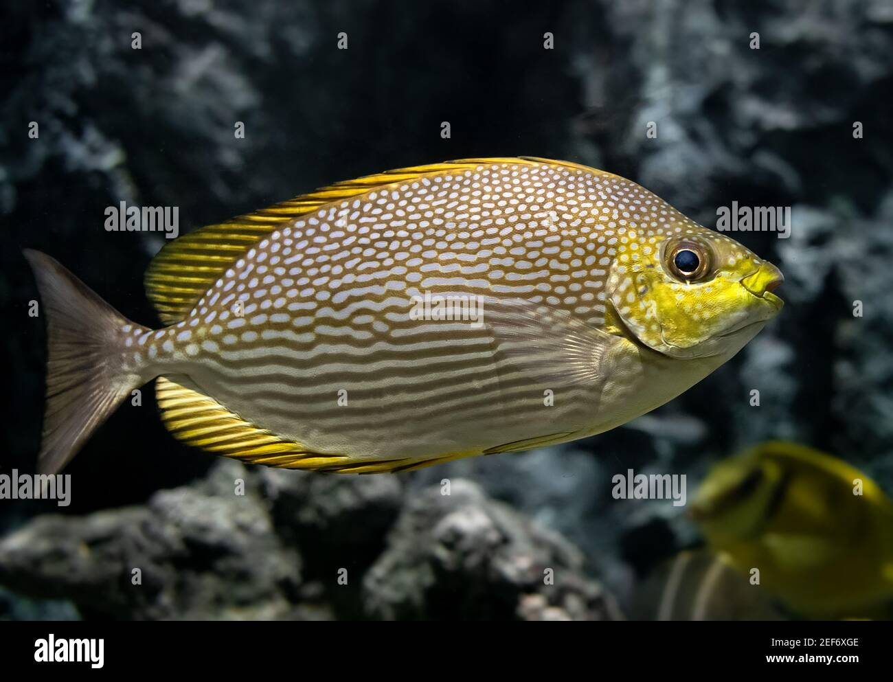 Live Java rabbitfish swimming in the aquarium tank with low lighting ...