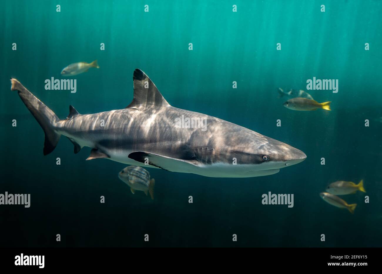 Blacktip reefs shark swimming in deep green water with sun lighting ...