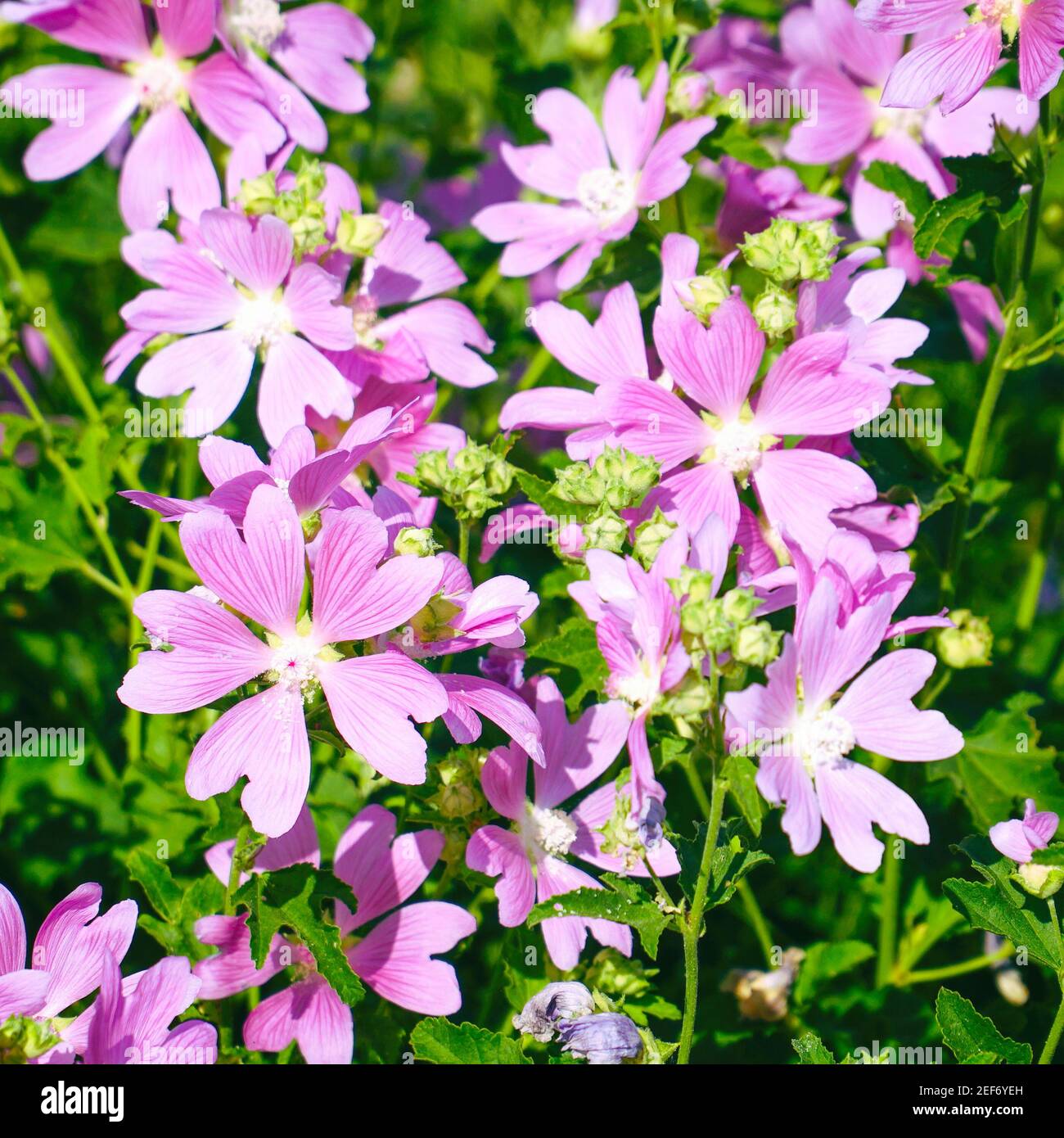 Malva pink flowers in grass hi-res stock photography and images - Alamy