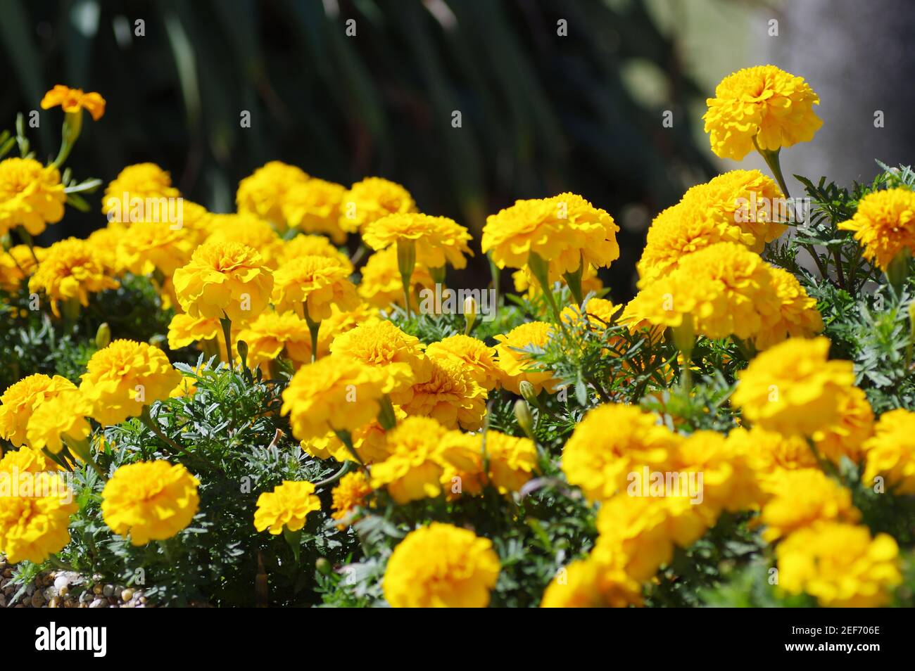Lots of yellow flowers in the garden Stock Photo - Alamy