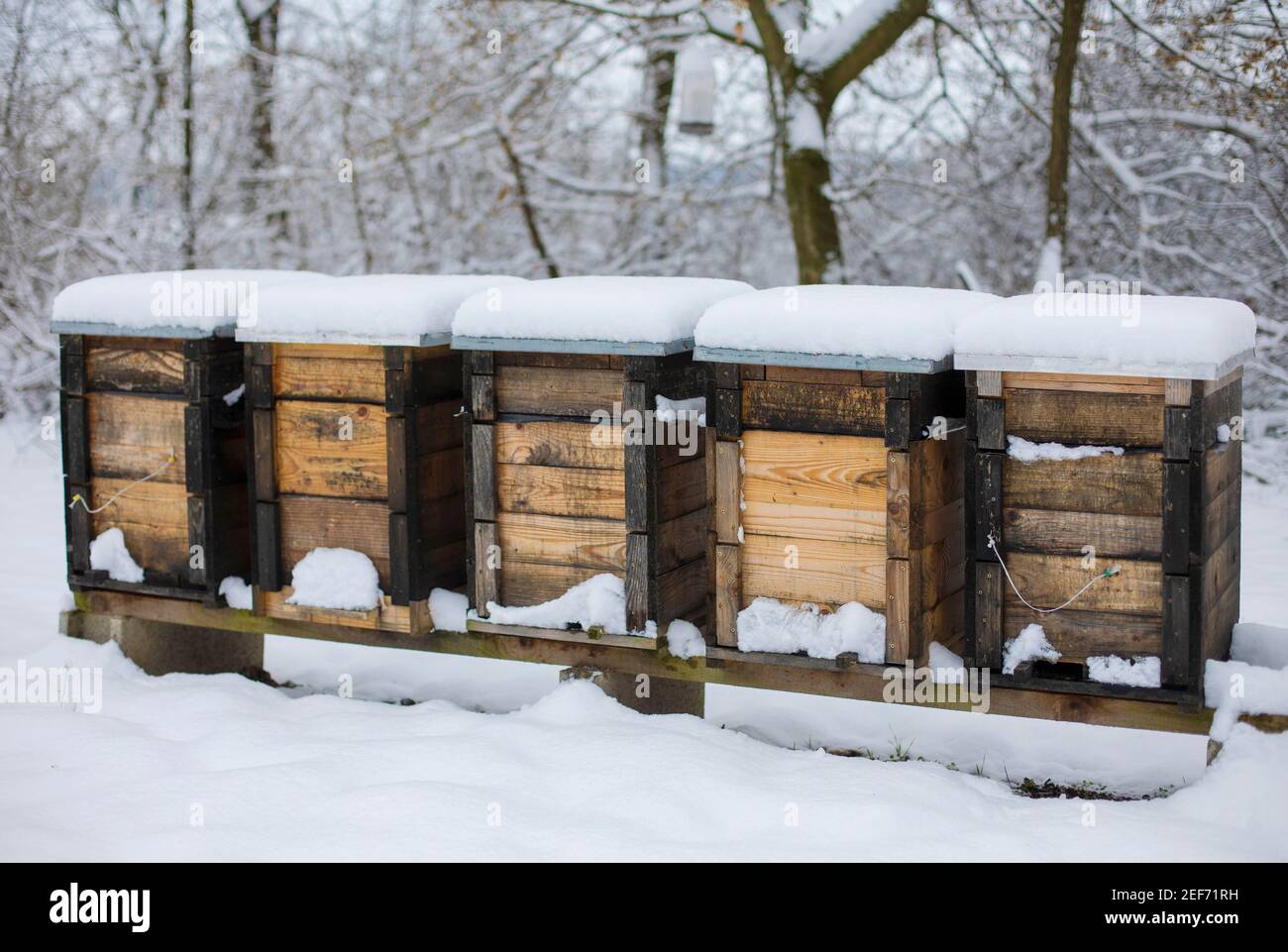 Honeybee winter cluster hi-res stock photography and images - Alamy