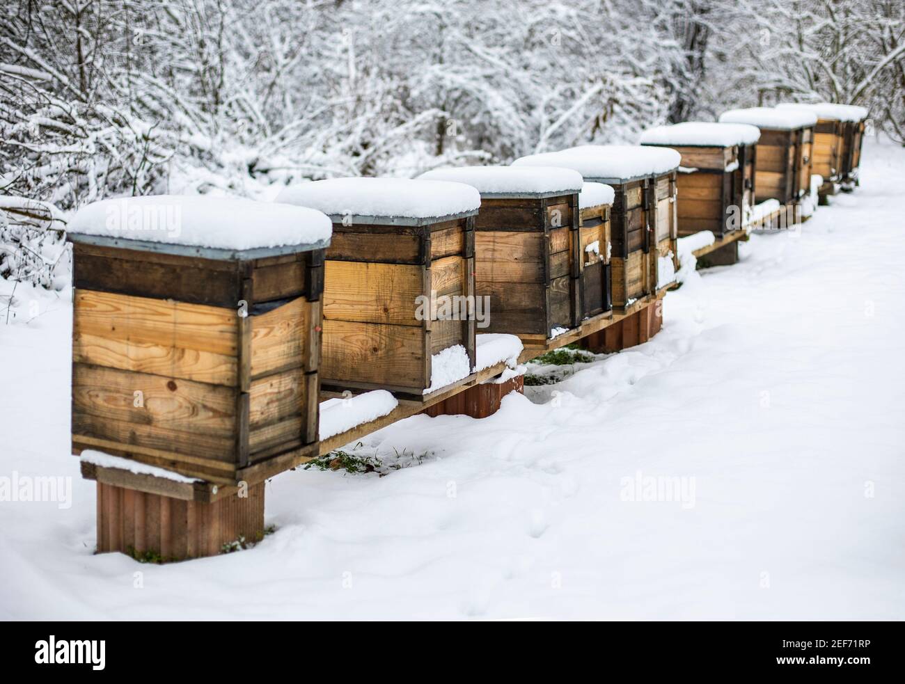 Honeybee winter cluster hi-res stock photography and images - Alamy
