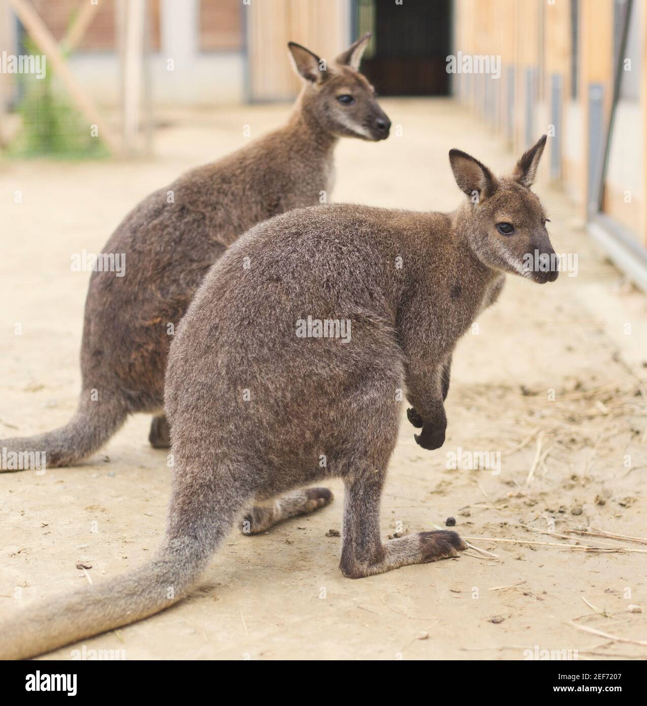 Two kangaroos standing in zoo Stock Photo - Alamy
