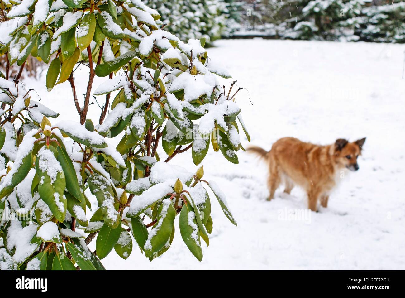 Snow azalea hi-res stock photography and images - Alamy