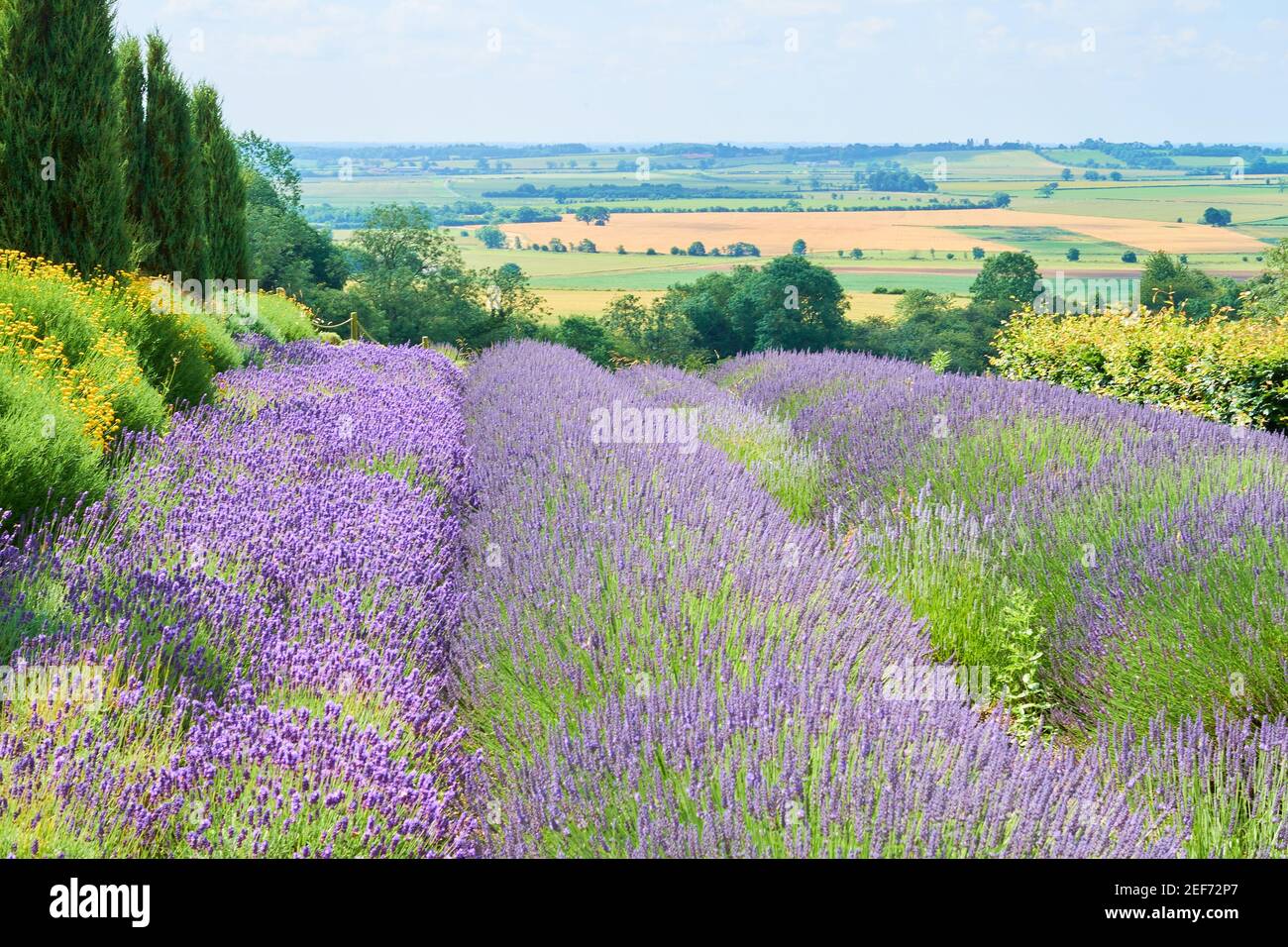 The landscape of lavender field in the sunny day, located in Yorkshire ...