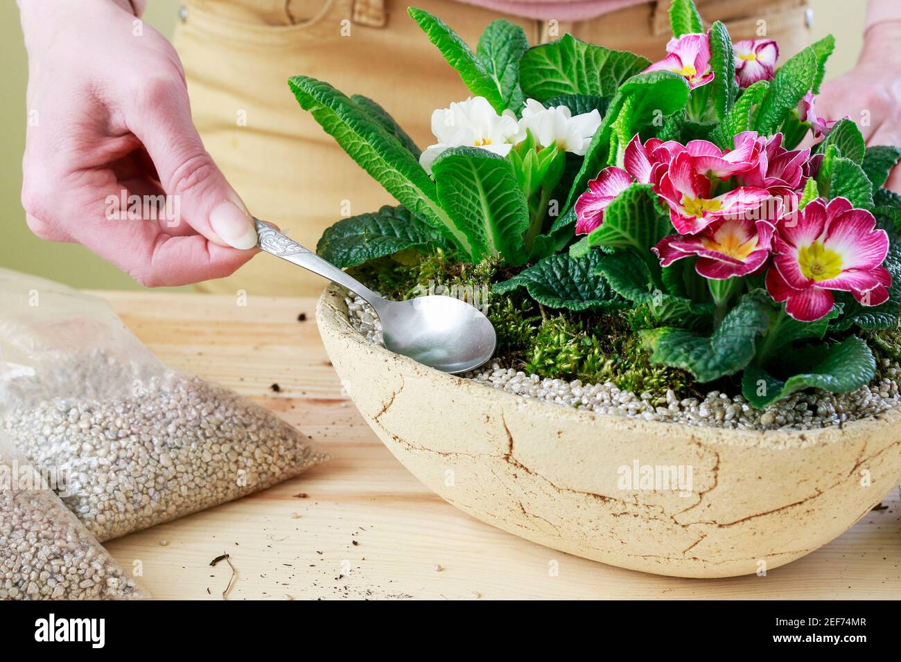 Florist at work: woman shows how to make simple decoration with primula ...