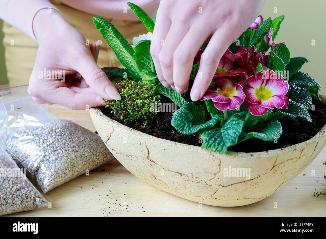 Florist at work: woman shows how to make simple decoration with primula ...