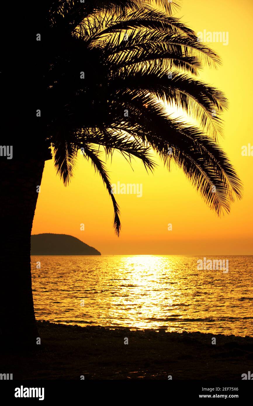 Palm tree and sundown at seashore Stock Photo - Alamy