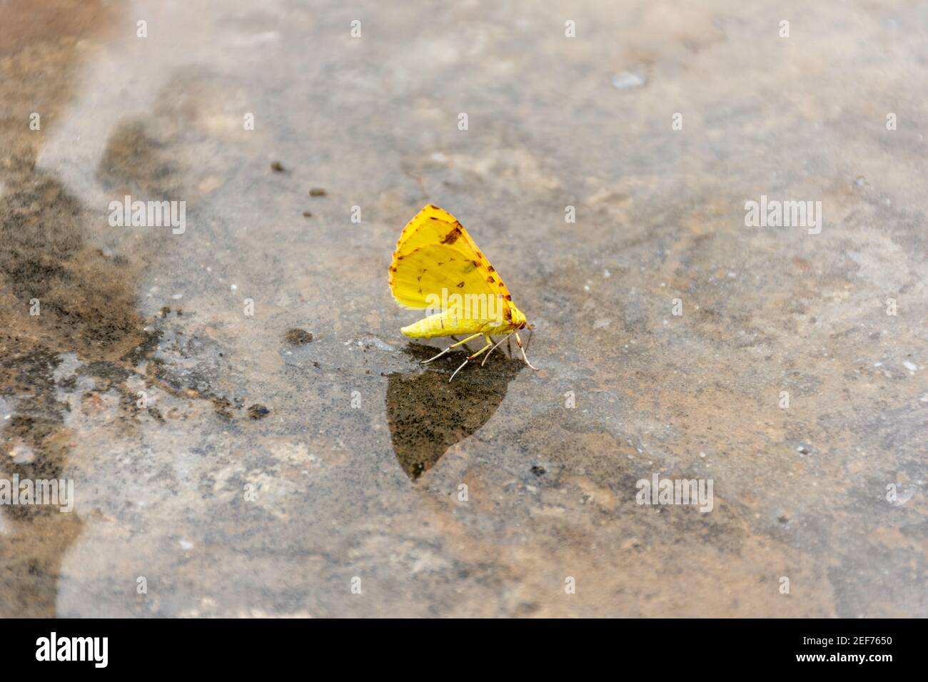 A Beautiful Cloudless Sulphur Butterfly reflected in the water Stock ...
