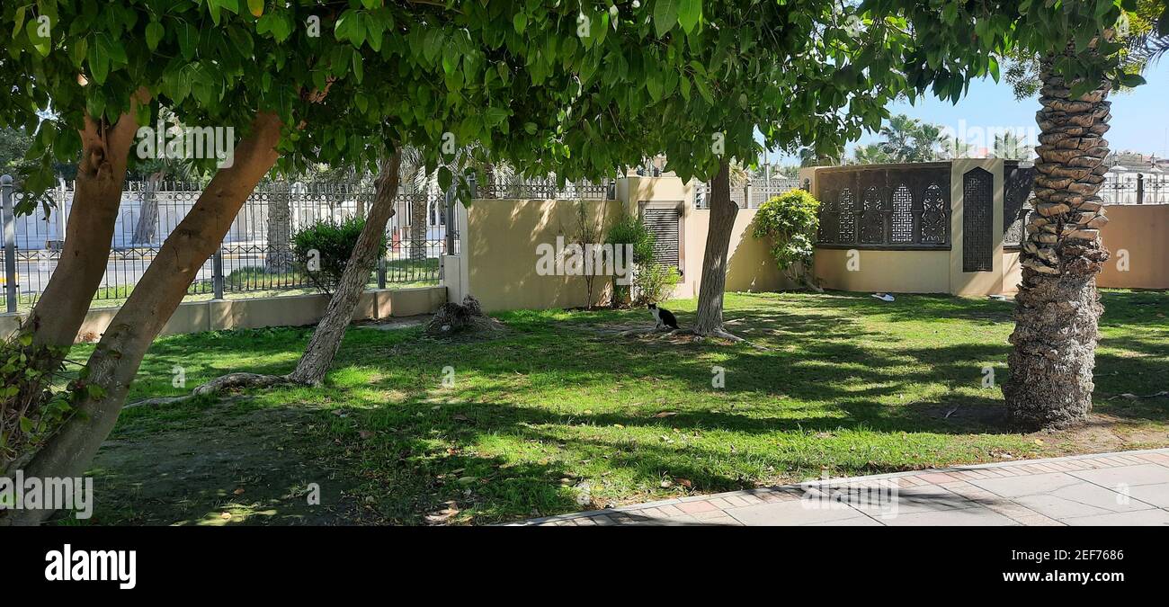 Manama, Bahrain - February 15 2021: green space with palms and other ...