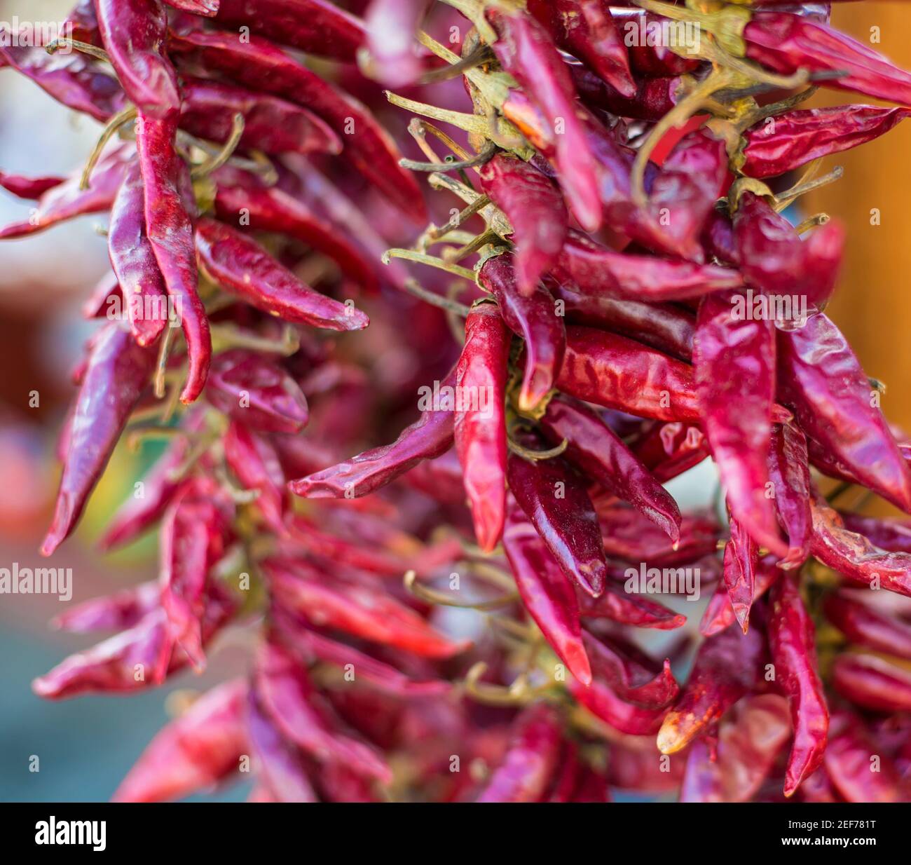 Dried red chili paprika hang in bunch Stock Photo - Alamy