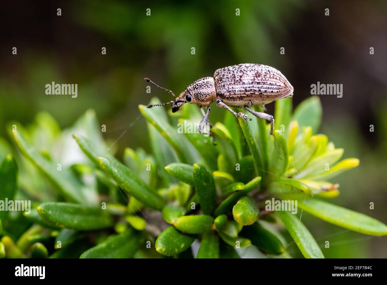 Walking on leaves hi-res stock photography and images - Alamy