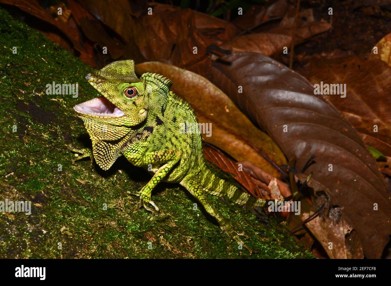 Angle headed lizard hi-res stock photography and images - Alamy
