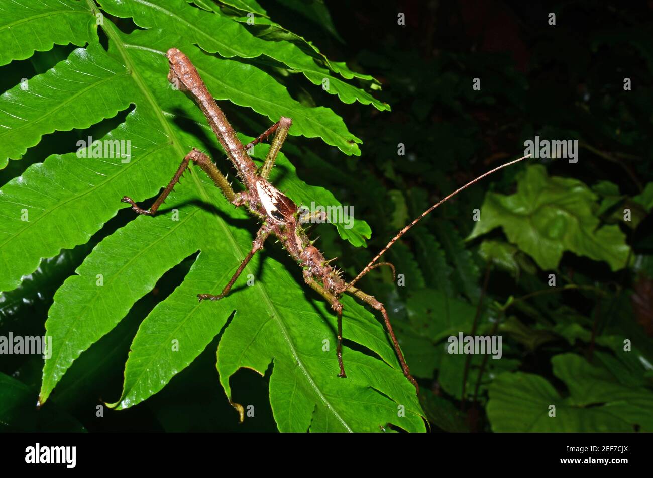 Phasmid, Gunung Gading National Park, Sarawak, Borneo, Malaysia Stock ...