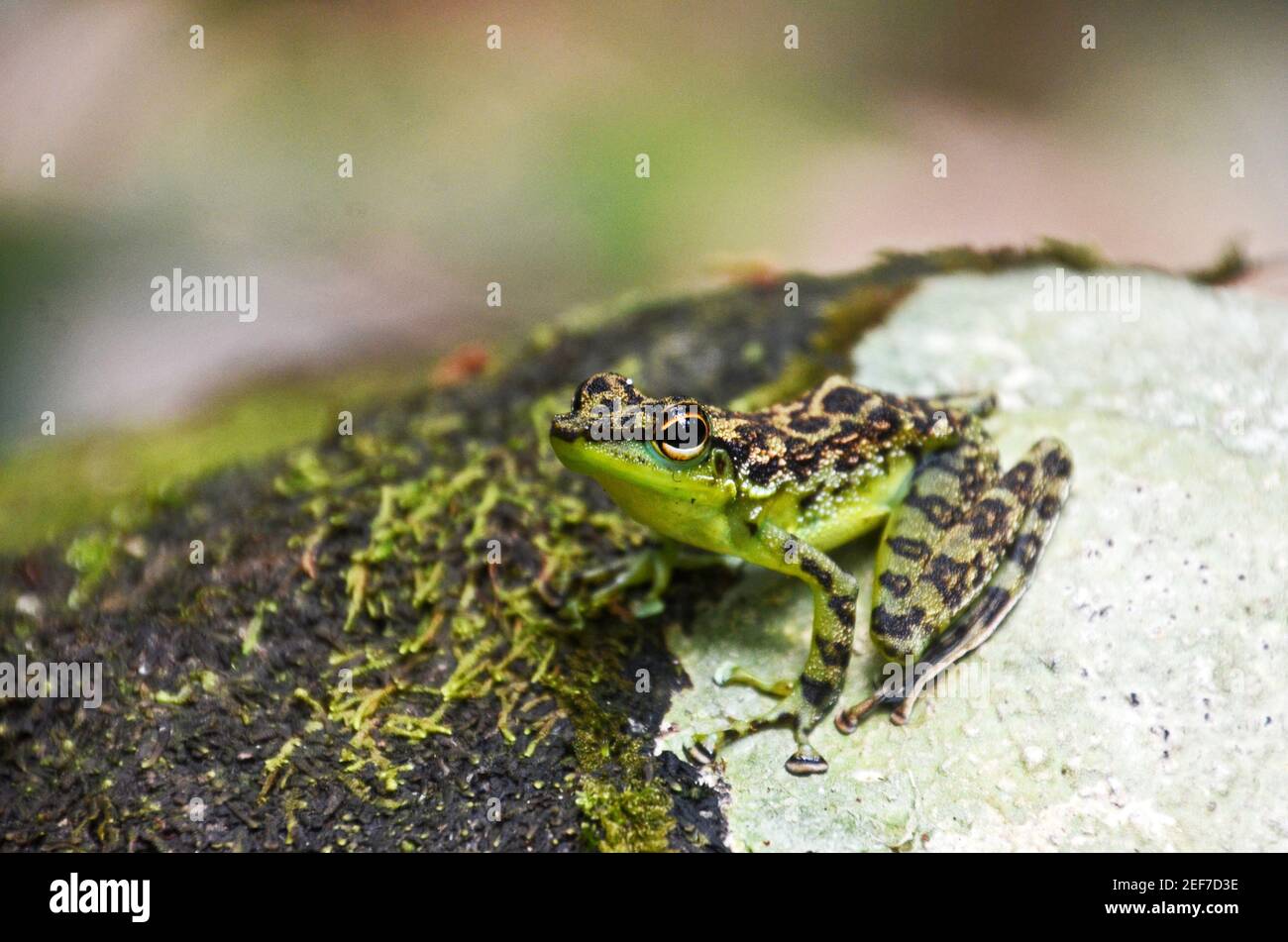 Black-Spotted Rock Frog (Staurois natator), Gunung Gading National Park ...