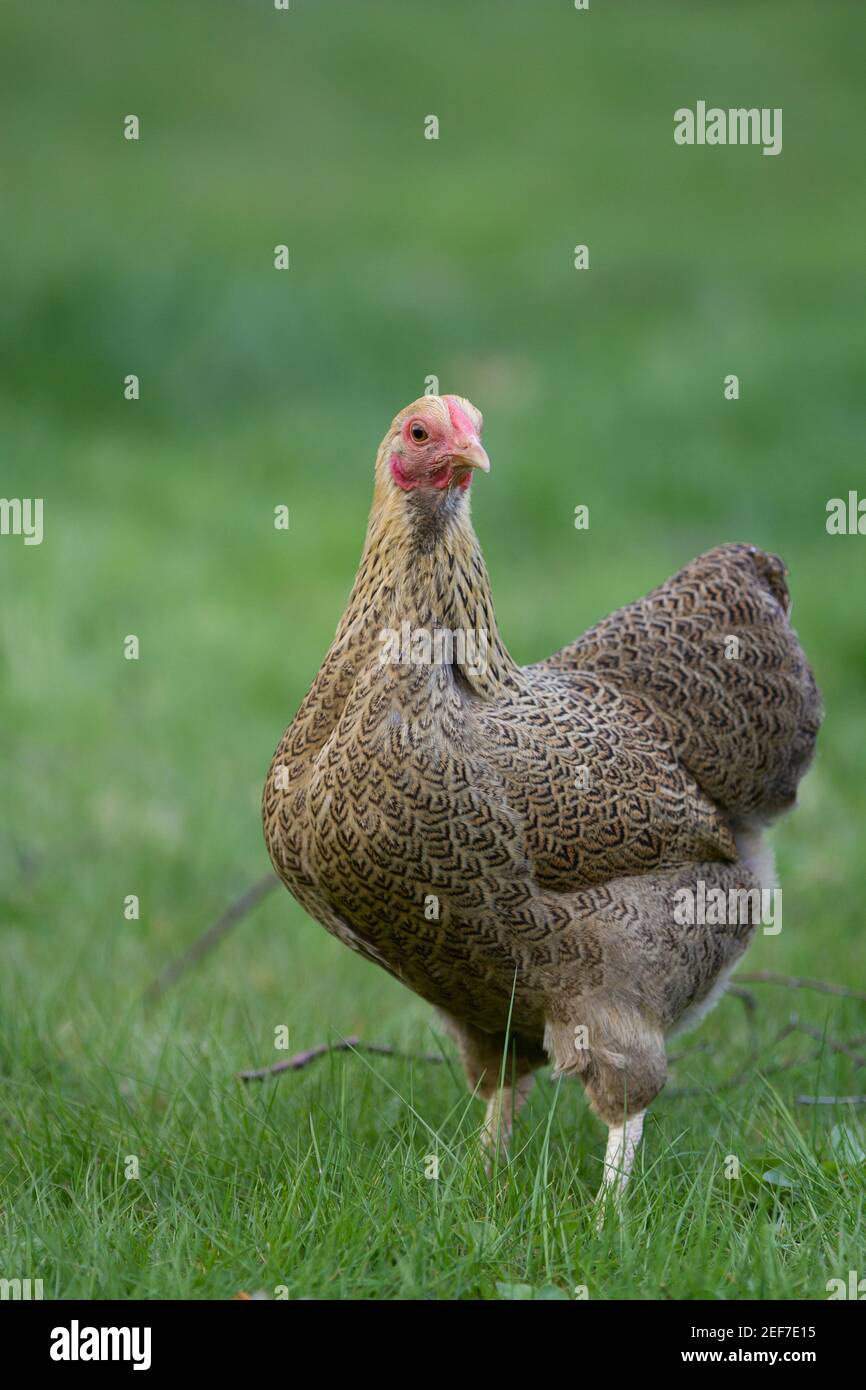 Chicken in Denmark seaching for food in the grass Stock Photo - Alamy