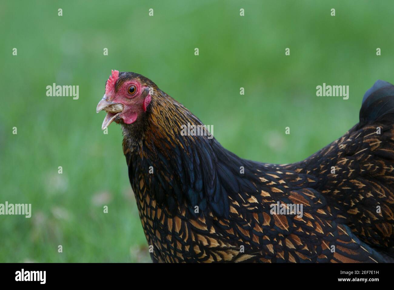 Chicken in Denmark seaching for food in the grass Stock Photo - Alamy