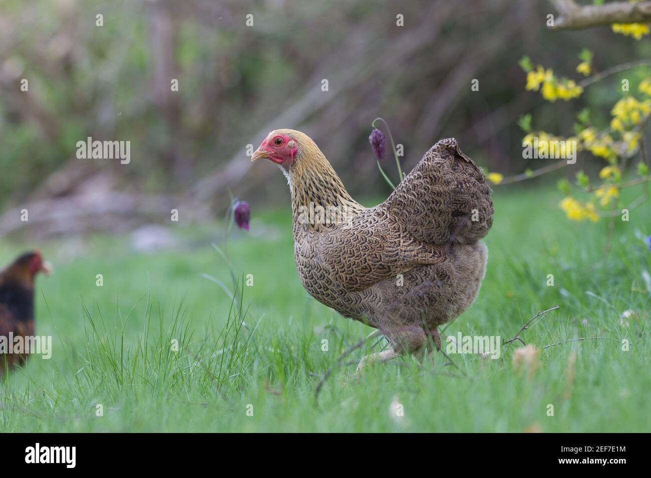 Chicken in Denmark seaching for food in the grass Stock Photo - Alamy
