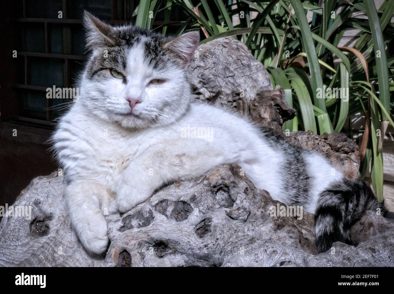 Adorable cat laying Stock Photo - Alamy