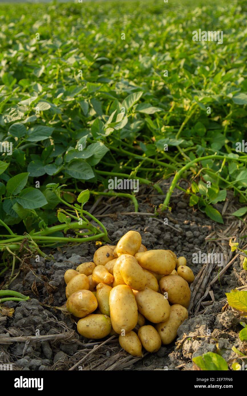 Naturalfarming hi-res stock photography and images - Alamy