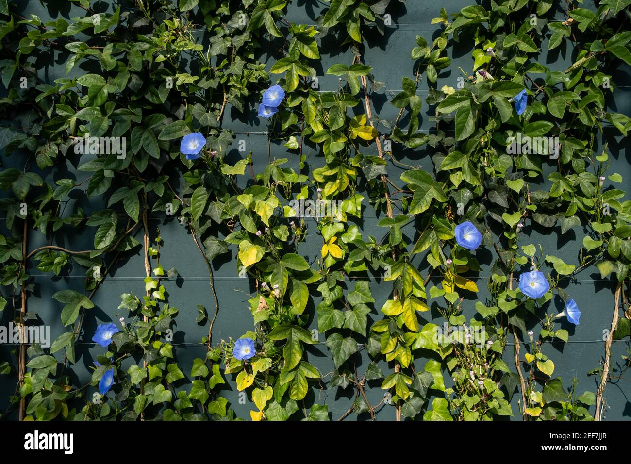 Beautiful blue morning glory flowers Stock Photo - Alamy