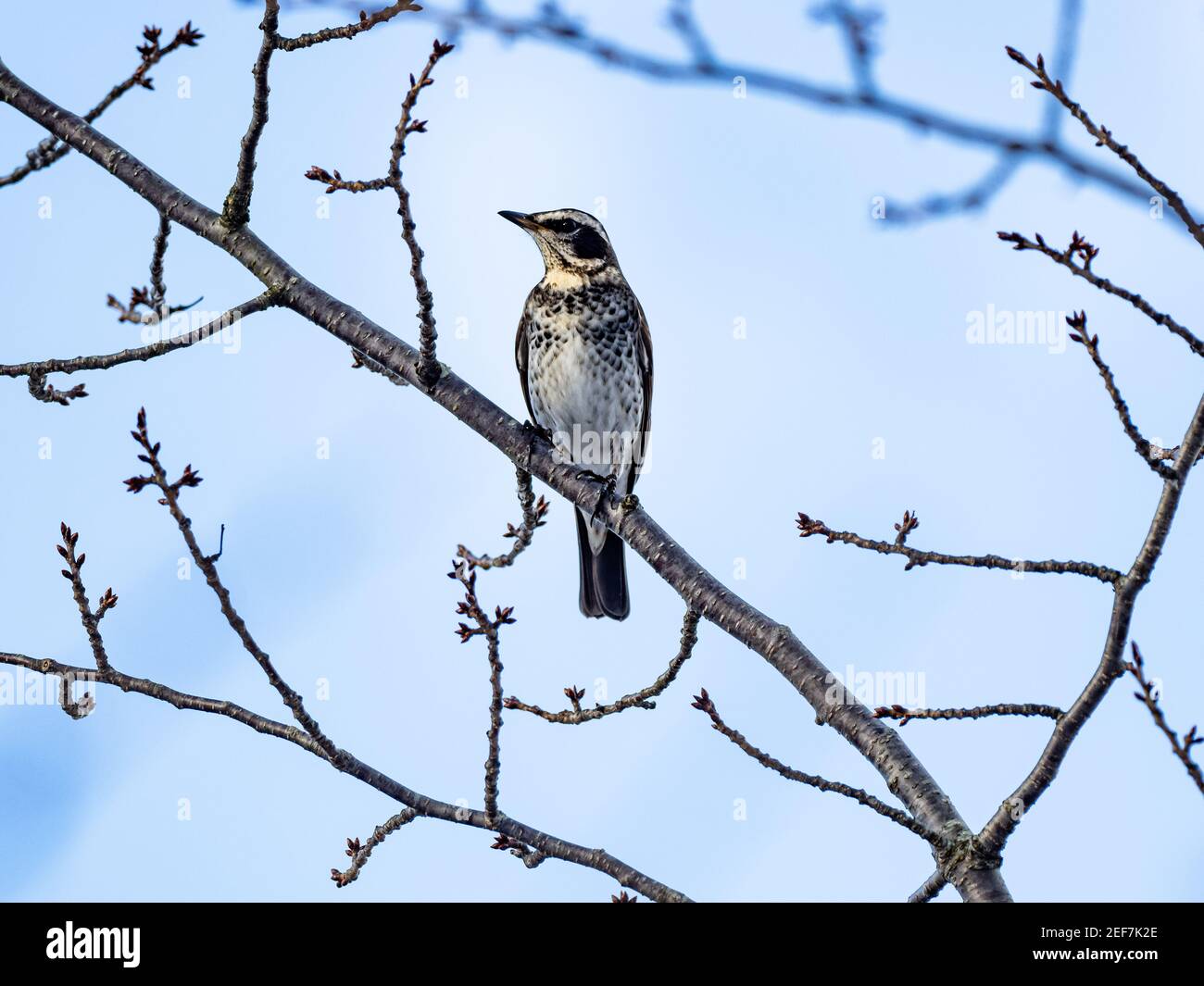 Selective focus shot of two Dusky Thrush perched on tree branch Stock ...