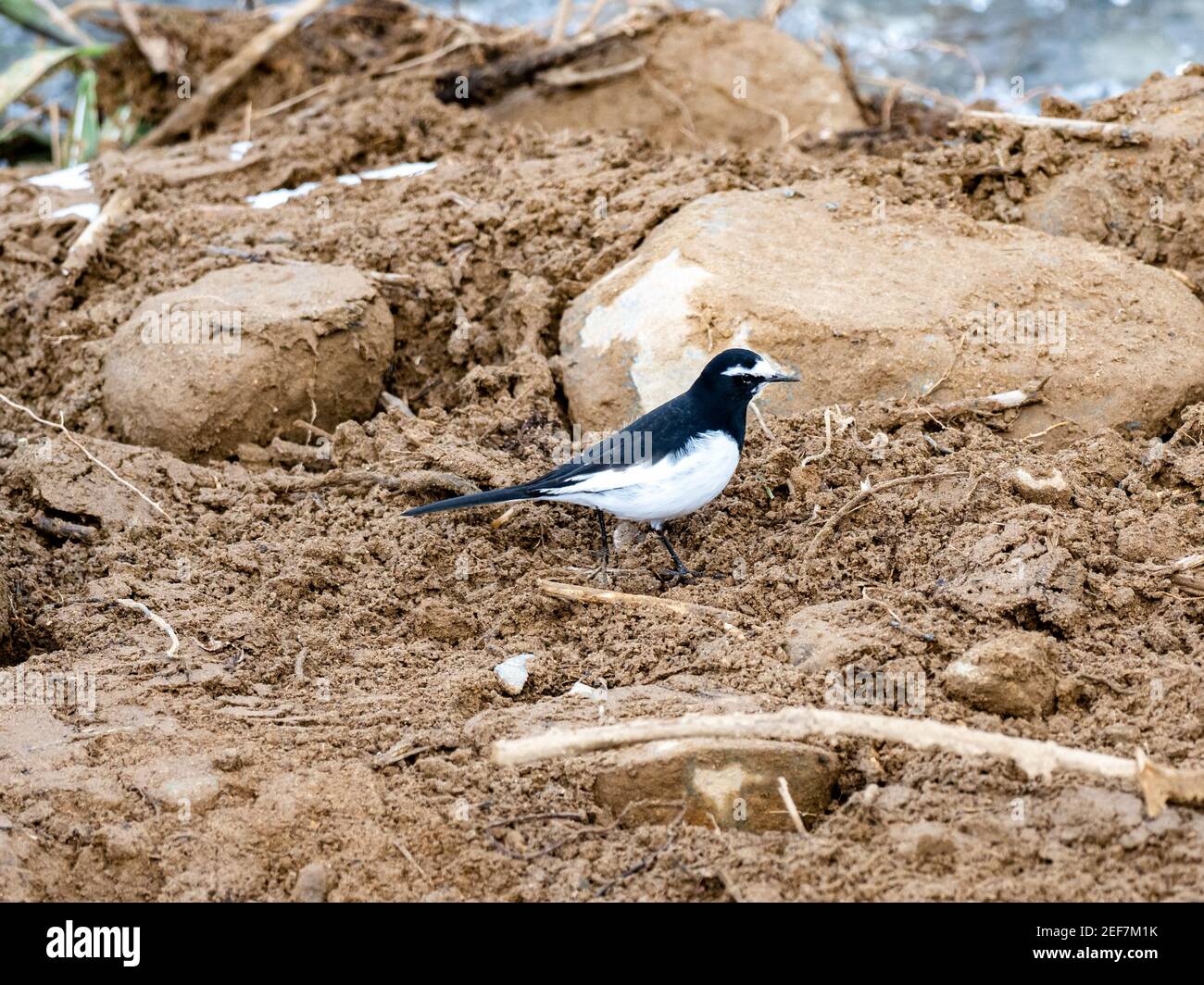 Brown wagtail hi-res stock photography and images - Alamy
