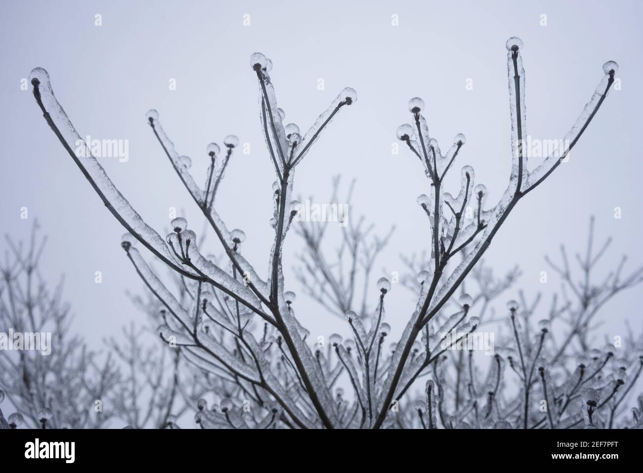 Freezing rain tree usa hi-res stock photography and images - Alamy