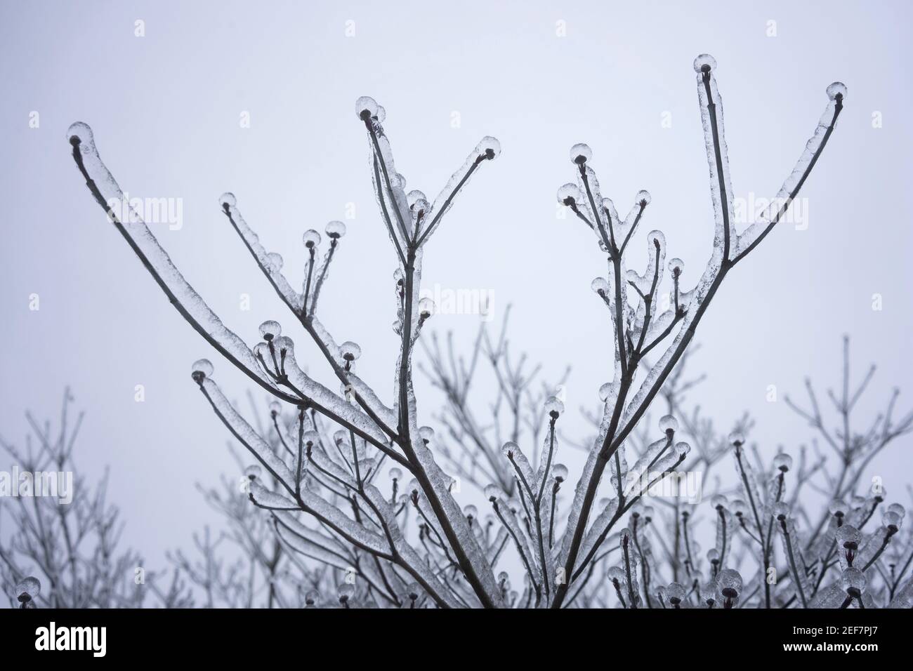 Freezing Rain Tree Usa High Resolution Stock Photography and Images - Alamy