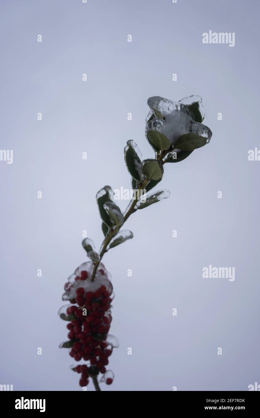 Heavy freezing rain ice storm hi-res stock photography and images - Alamy