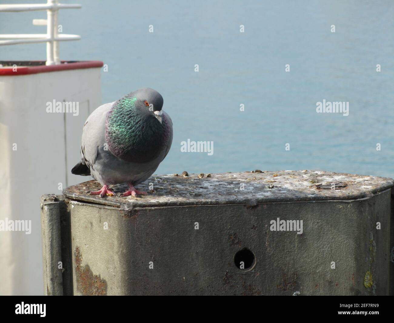 Apigeon hi-res stock photography and images - Alamy
