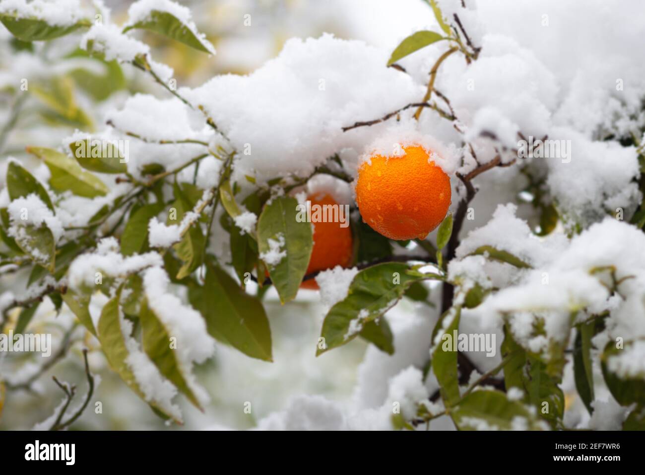 Orange Fruit Tree Snow High Resolution Stock Photography and Images - Alamy