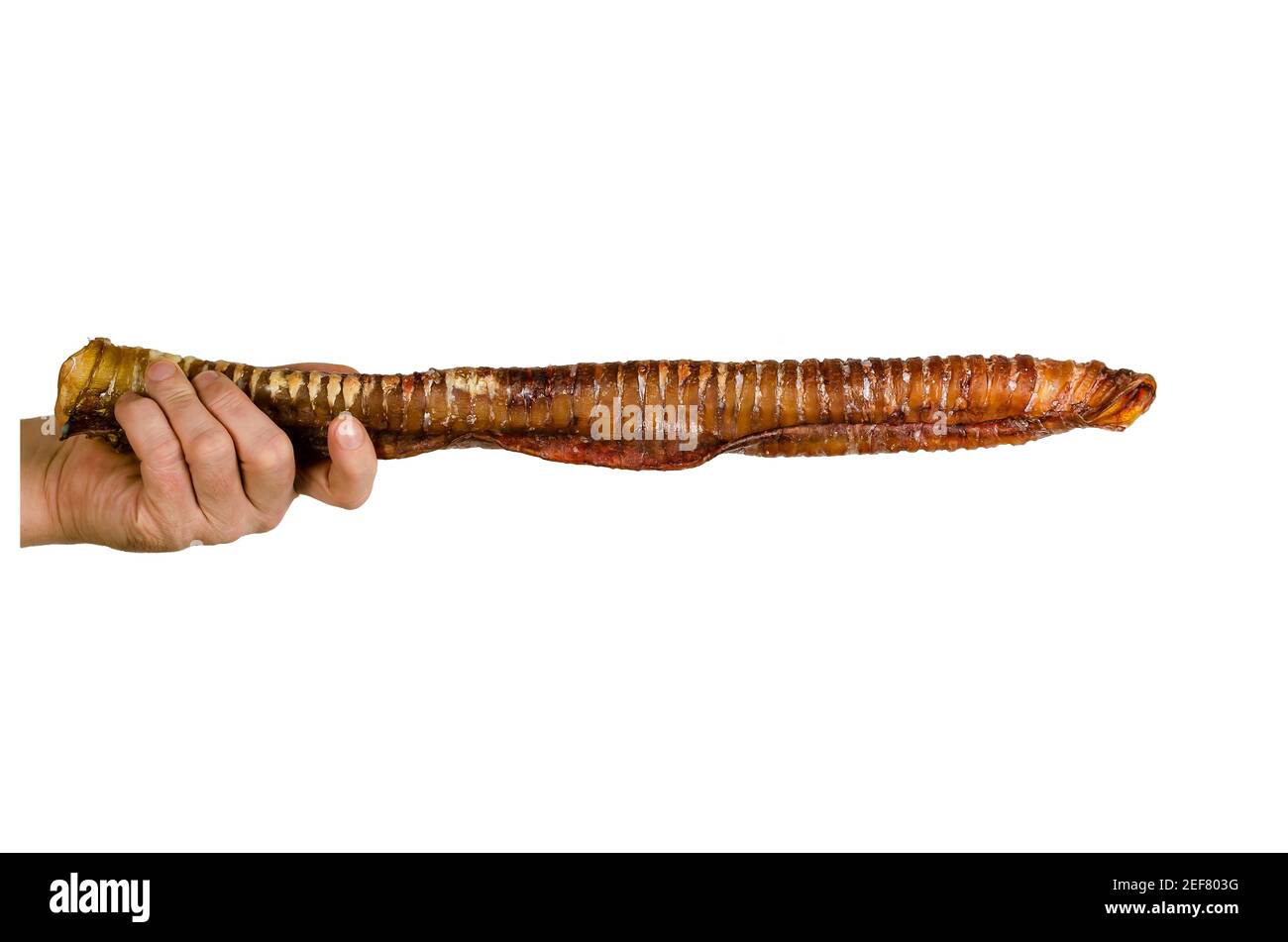 Men's Hand demonstrates Dried beef trachea king size. Chews treats for ...